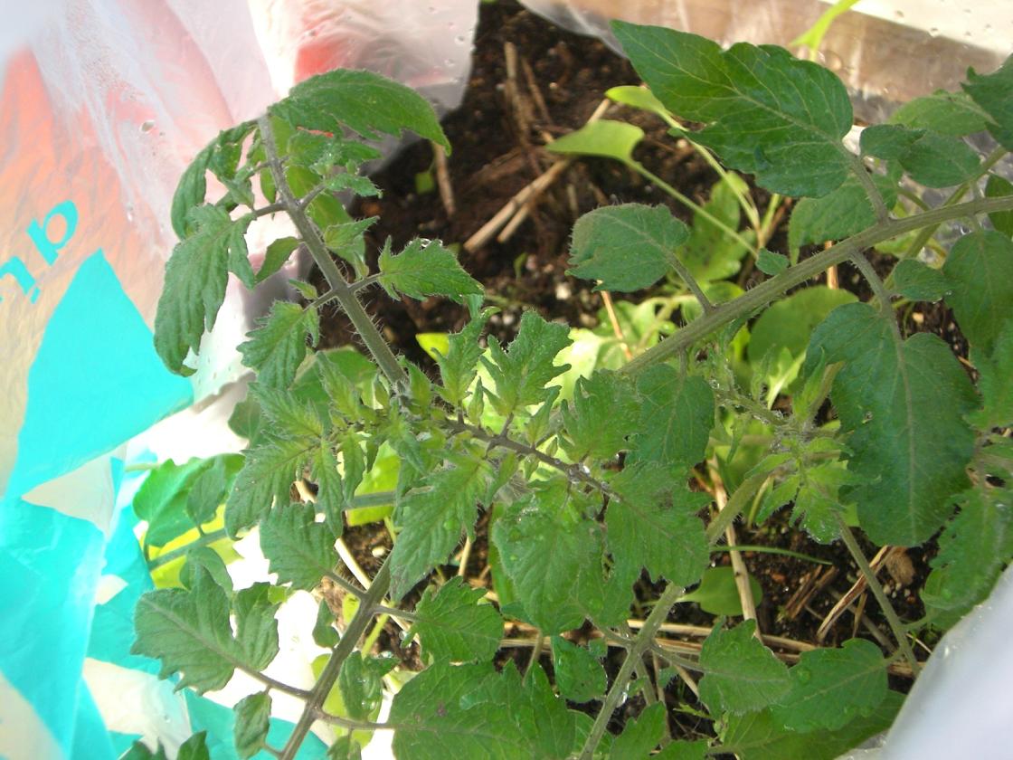 エコライフ: Pic な日々